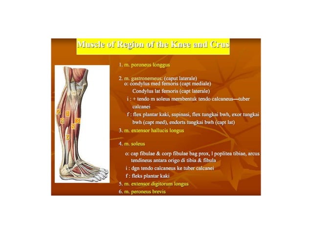 PRESENTASI_PPT_Powerpoint_OTOT_Muscles_p.pptx