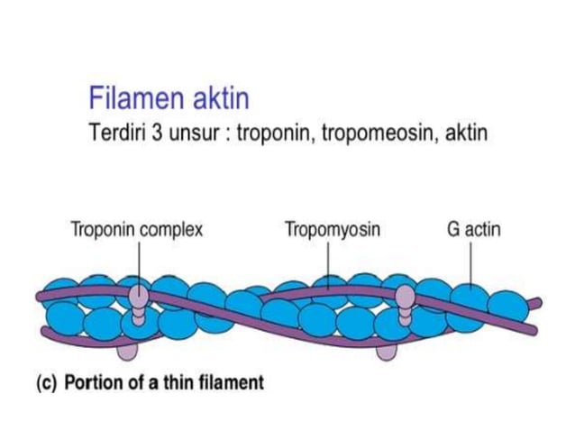 PRESENTASI_PPT_Powerpoint_OTOT_Muscles_p.pptx