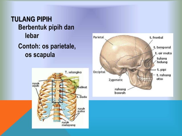 PRESENTASI_PPT_Powerpoint_SKELETON_Rangk.pptx