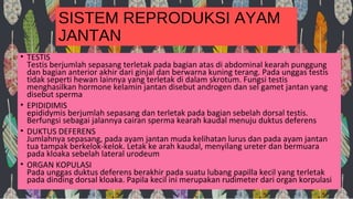 Presentasi Reproduksi Aves | PPT