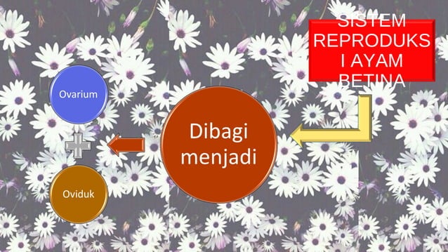 Presentasi Reproduksi Aves | PPT
