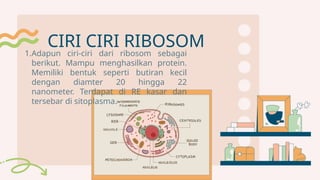 PRESENTASI RIBOSOM BIOLOGI.pptxhhhhhhhhh | PPTX