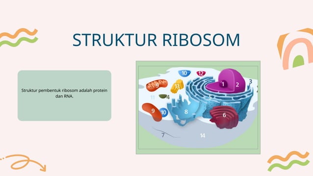 PRESENTASI RIBOSOM BIOLOGI.pptxhhhhhhhhh | PPT