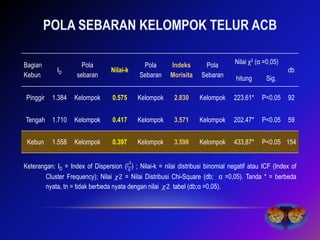 DISTRIBUSI KELOMPOK TELUR PENGGEREK JAGUNG ASIA Ostrinia furnacalis ...