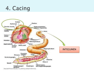 Presentasi sistem integumen | PPTX
