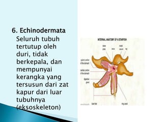 Presentasi sistem integumen | PPTX