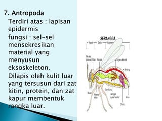 Presentasi sistem integumen | PPTX