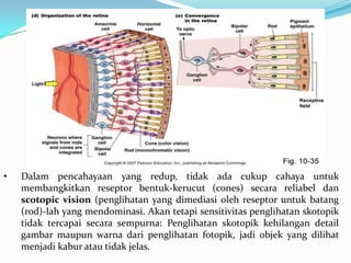 Presentasi sistem visual | PPTX