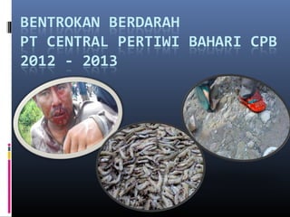 Bentrokan Berdarah PT Central Pertiwi Bahari CPB | PPT