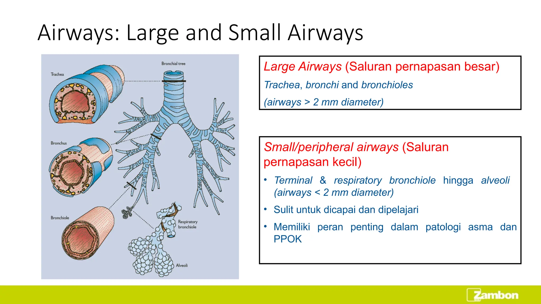 Presentasi Small airways, Large impact.pptx