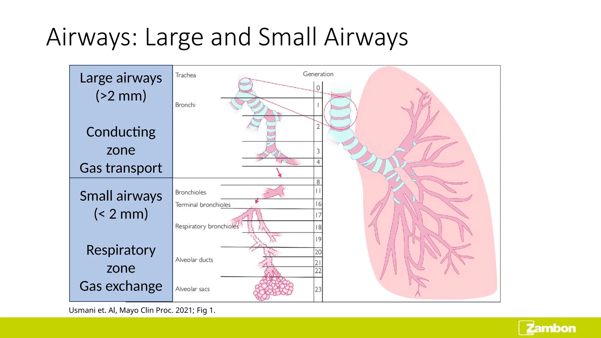Presentasi Small airways, Large impact.pptx