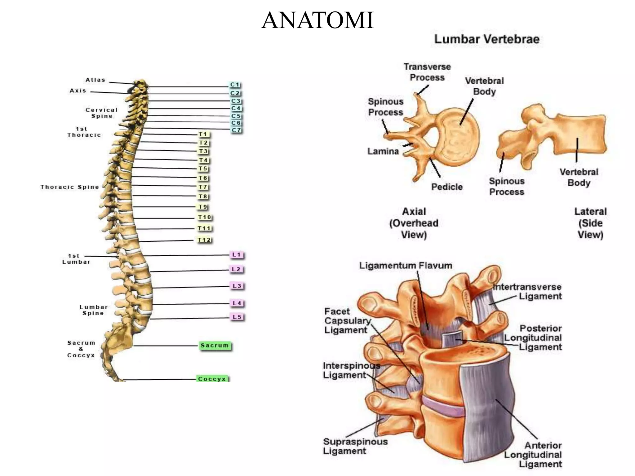 Presentasi spinal anestesi | PPTX