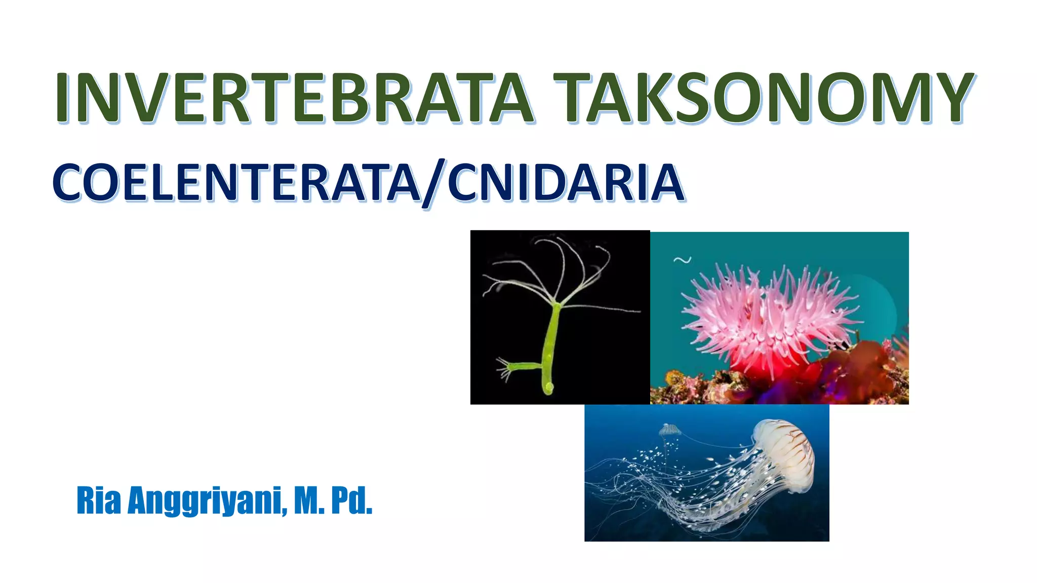 Taksonomi Invertebrata (Colenterata).pptx