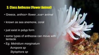 Taksonomi Invertebrata (Colenterata).pptx