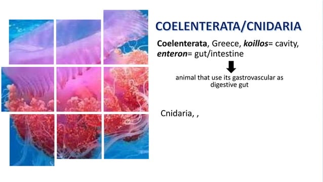 Taksonomi Invertebrata (Colenterata).pptx