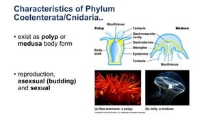 Taksonomi Invertebrata (Colenterata).pptx
