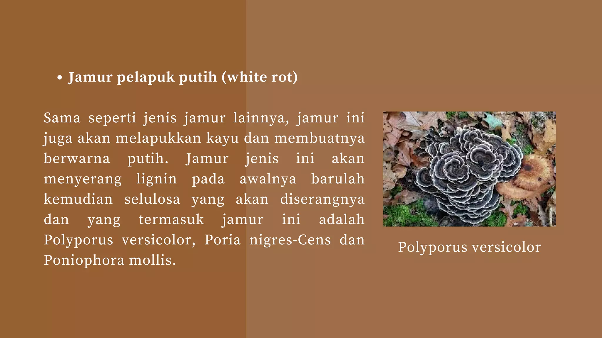 faktor kerusakan biologis dan non biologis pada kayu.pdf