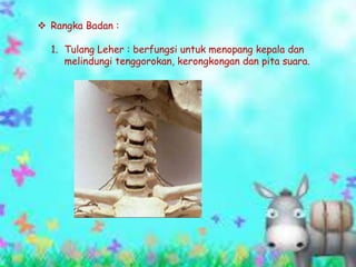 Rangka manusia dan Kelainan pada Tulang | PPTX