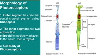 anatomy anad physiology of retina layers | PPTX