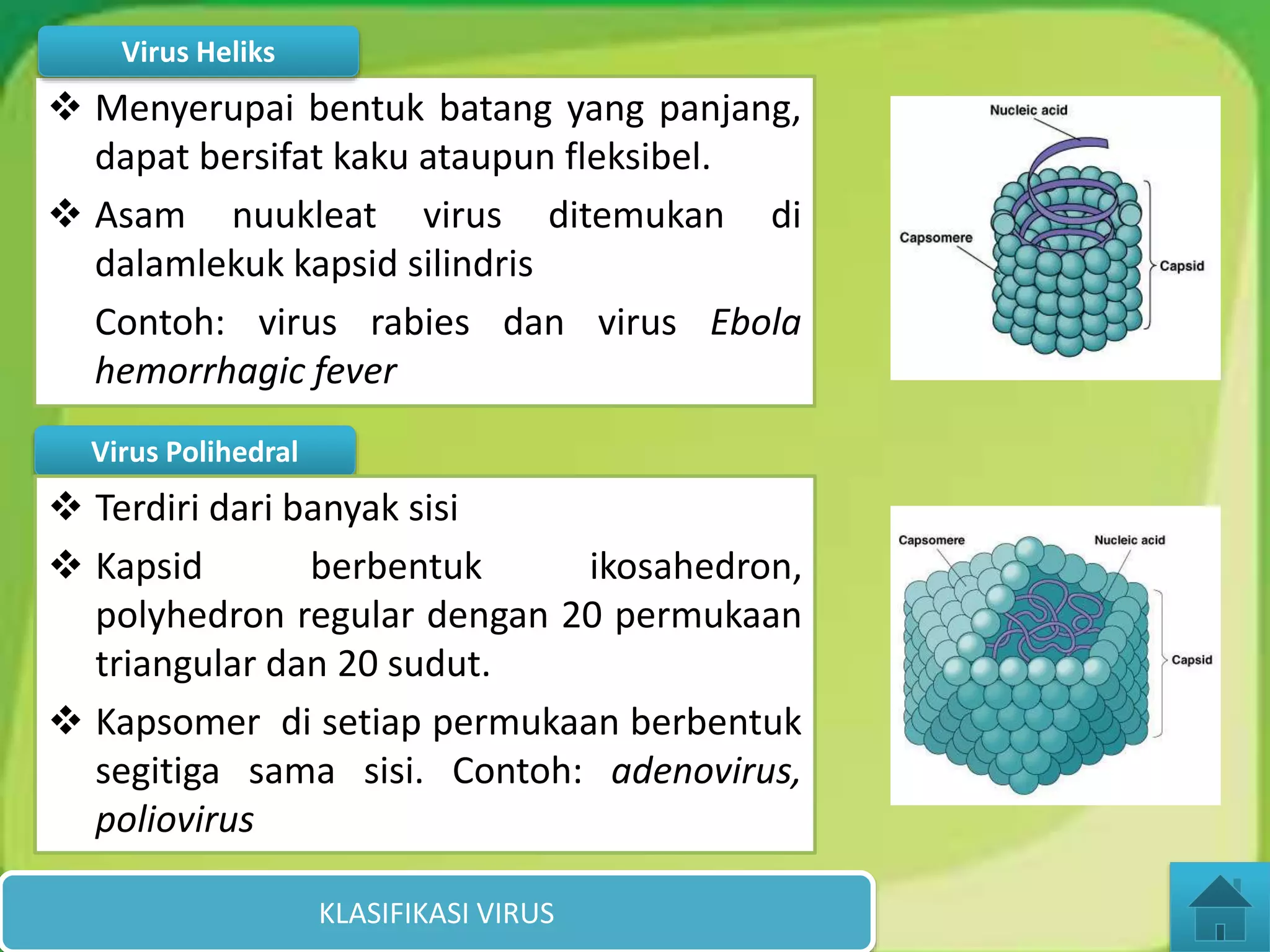 Presentasi virus 1 | PPTX
