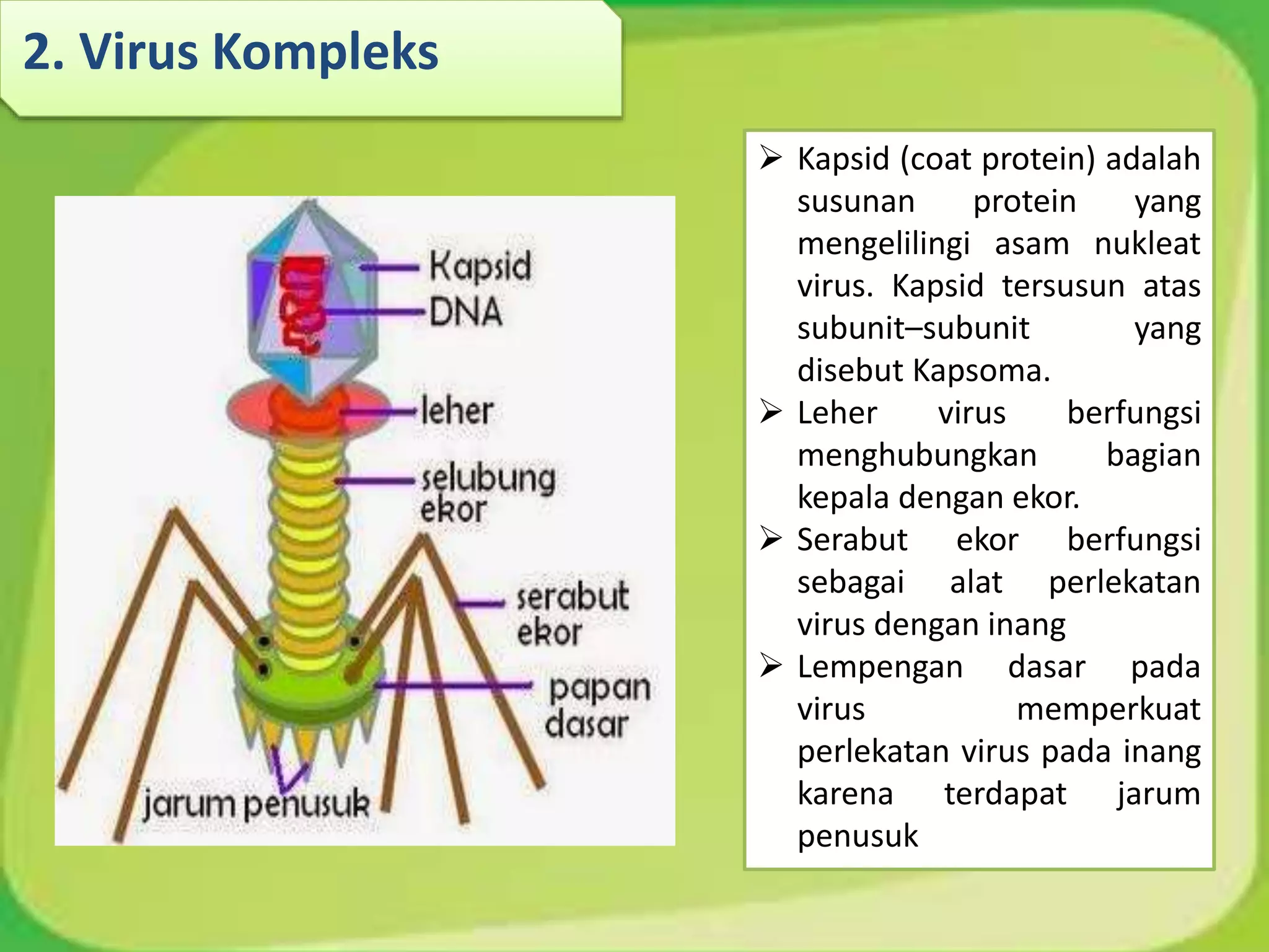 Presentasi virus 1 | PPTX