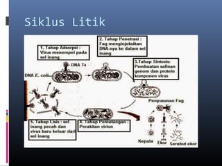 Presentasi mikrobiologi virus | PPT