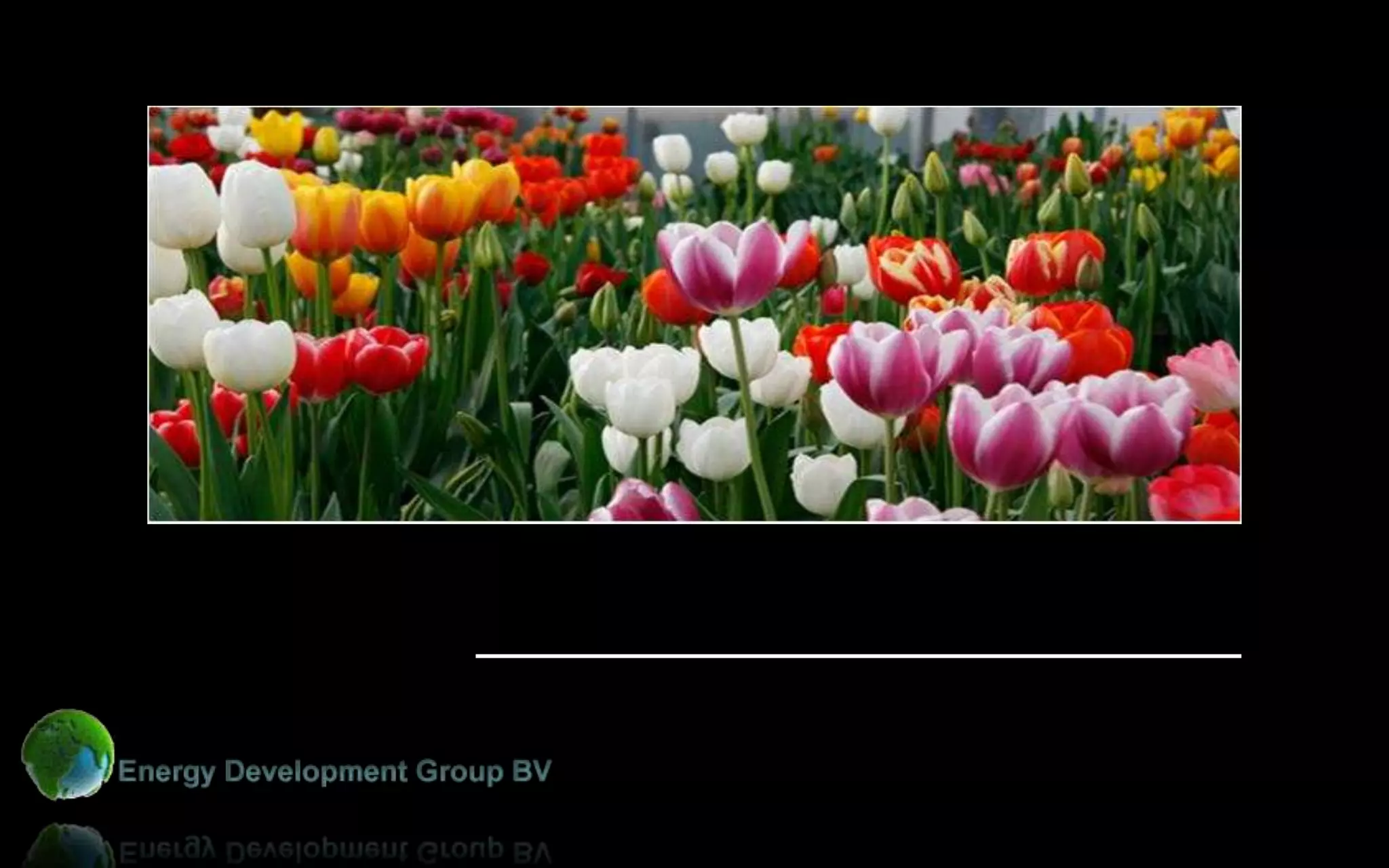 Promo Presentation EDG BV 2012 | PPT