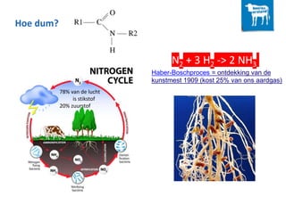 Presentatie stikstof voor dummies | PPTX