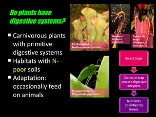 Presentation 04 - Bioenergetics And Digestion in Lower Forms | PPT ...