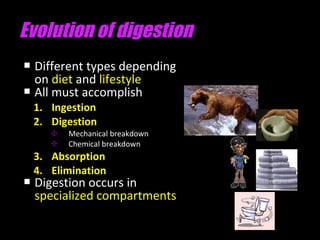 Presentation 04 - Bioenergetics And Digestion in Lower Forms | PPT