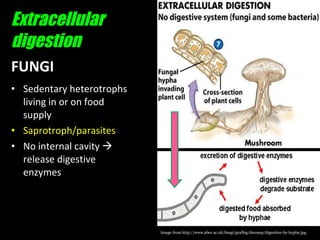 Extracellular Digestion In Fungi