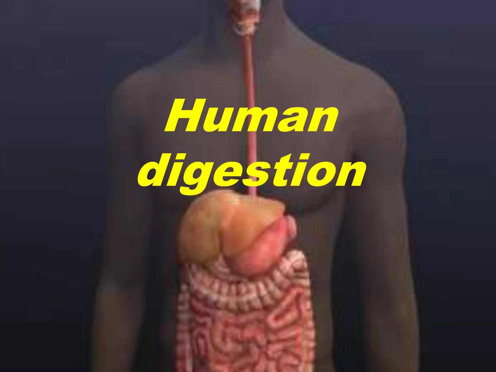 Presentation 06 - Human Digestion | PPT
