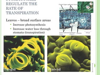 Presentation 06 - Cellular and Plant Transport | PPT