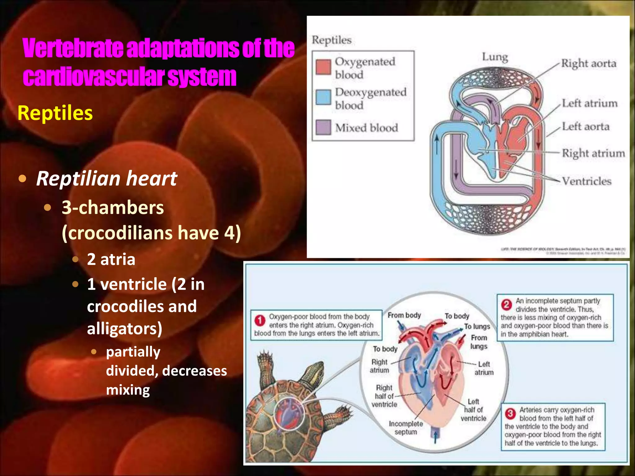 circulation-system of fish | PPSX