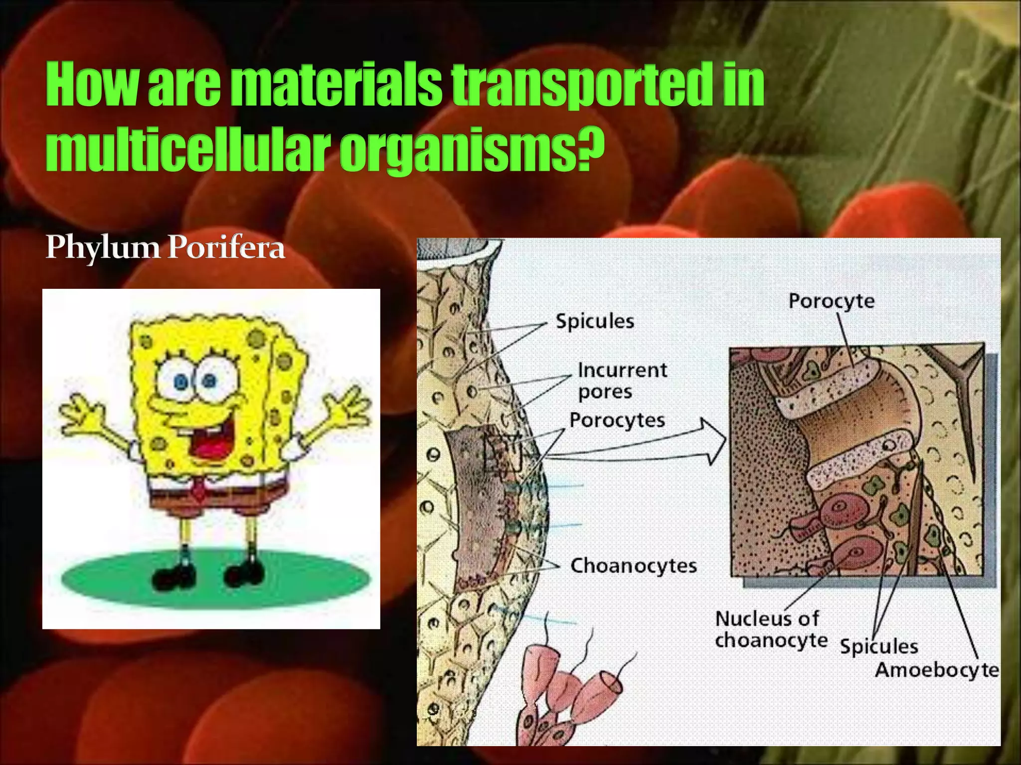 circulation-system of fish | PPT