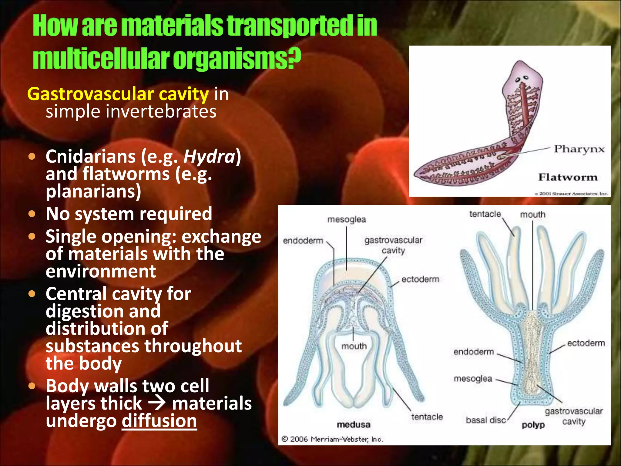 circulation-system of fish | PPT