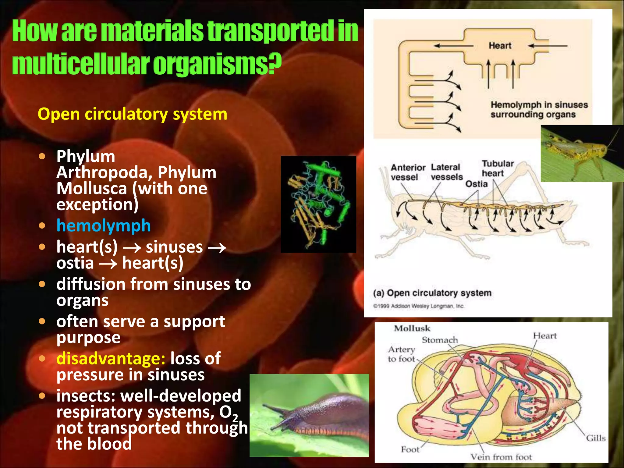 circulation-system of fish | PPSX