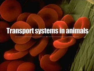 circulation-system of fish | PPSX