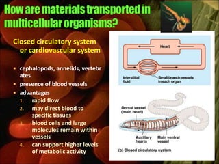 circulation-system of fish | PPSX