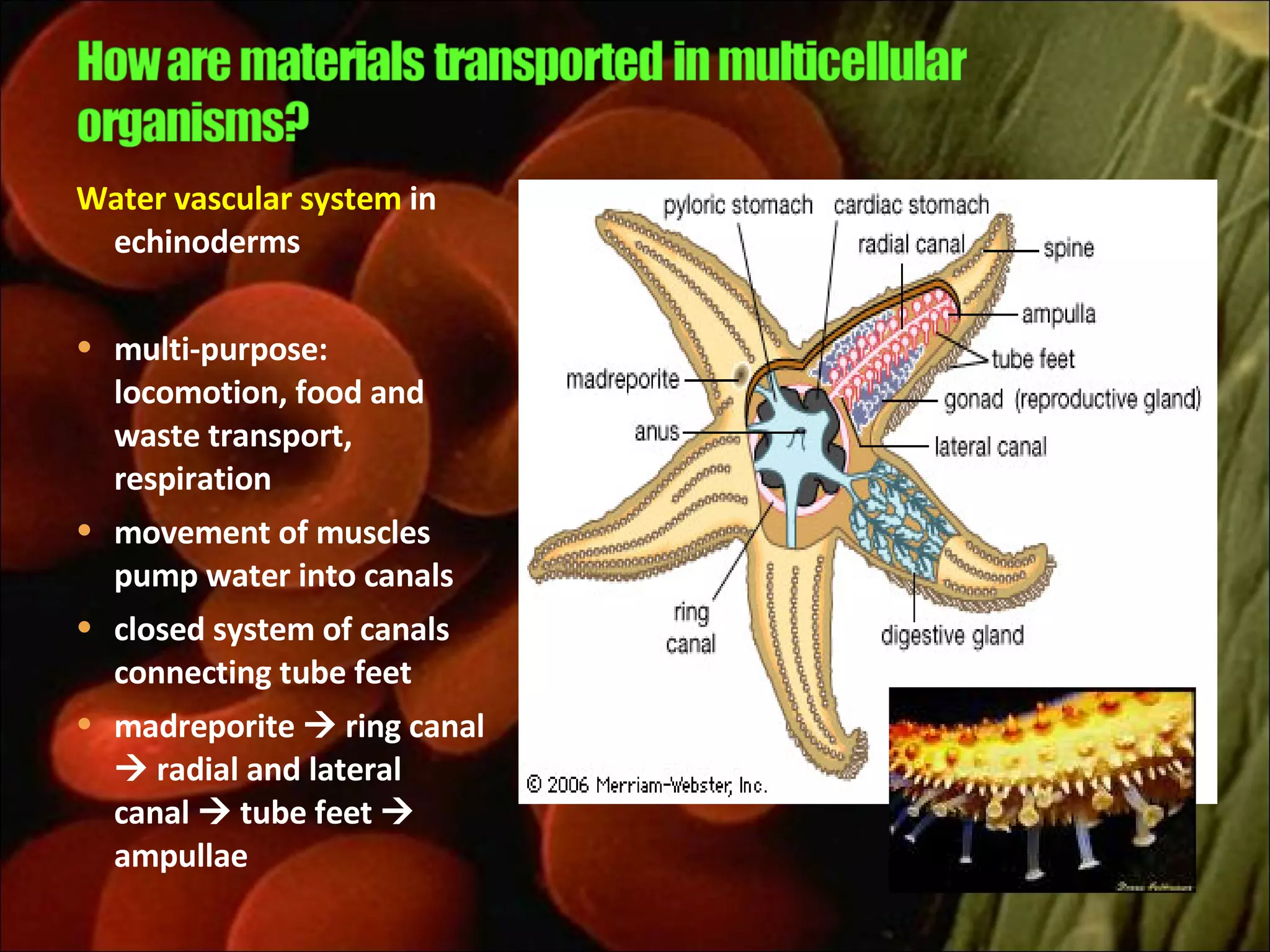 Presentation 07 - Animal Transport and Circulation | PPT