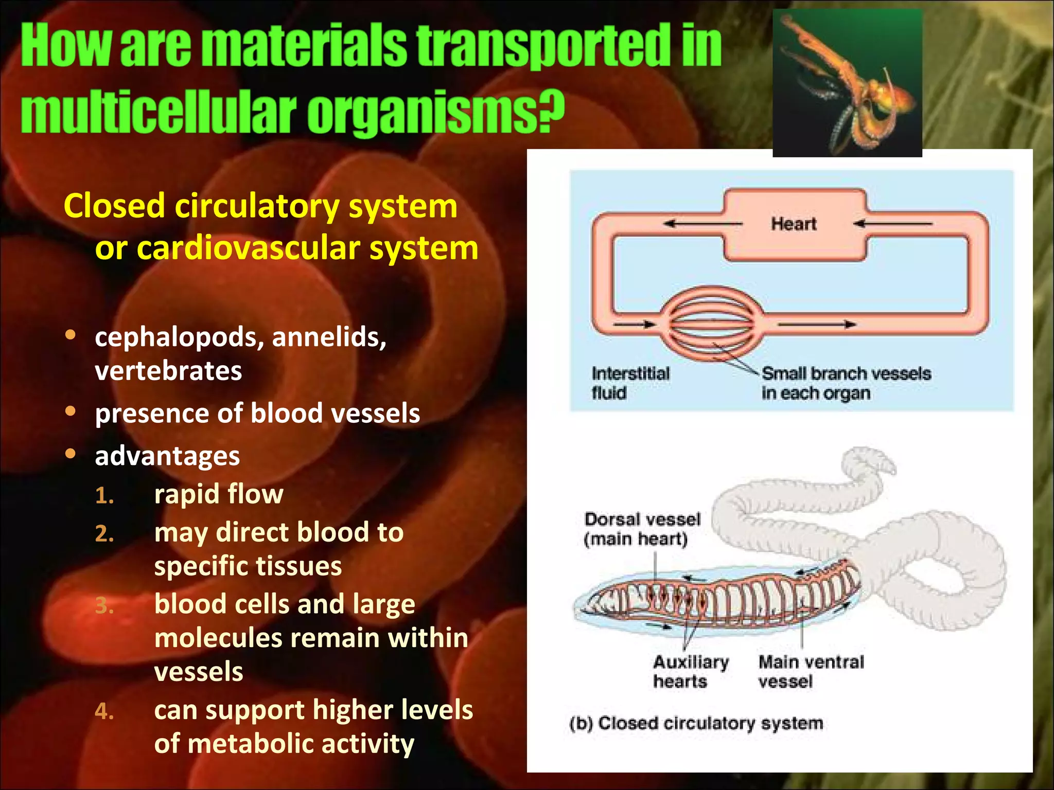 Presentation 07 - Animal Transport and Circulation | PPT