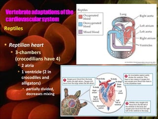 Presentation 07 - Animal Transport and Circulation | PPT