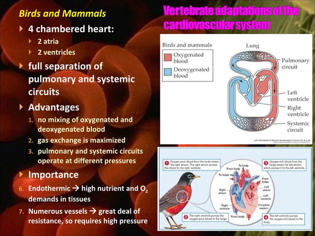 Presentation 07 - Animal Transport and Circulation | PPT | Biological Sciences | Science