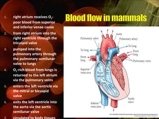 Presentation 07 - Animal Transport and Circulation | PPT