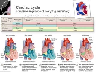 Presentation 08 - Human Circulation | PPTX | Heart and Cardiovascular ...
