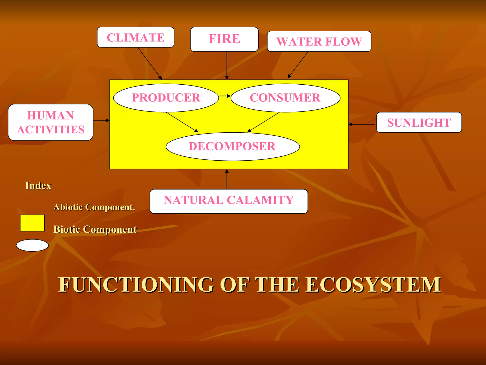 Fragile Ecosystem | PPT