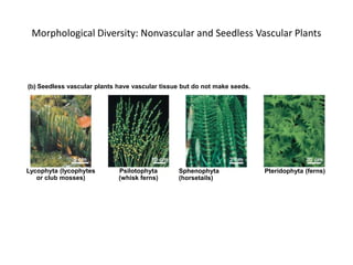 Biology 112 Presentation | PPT