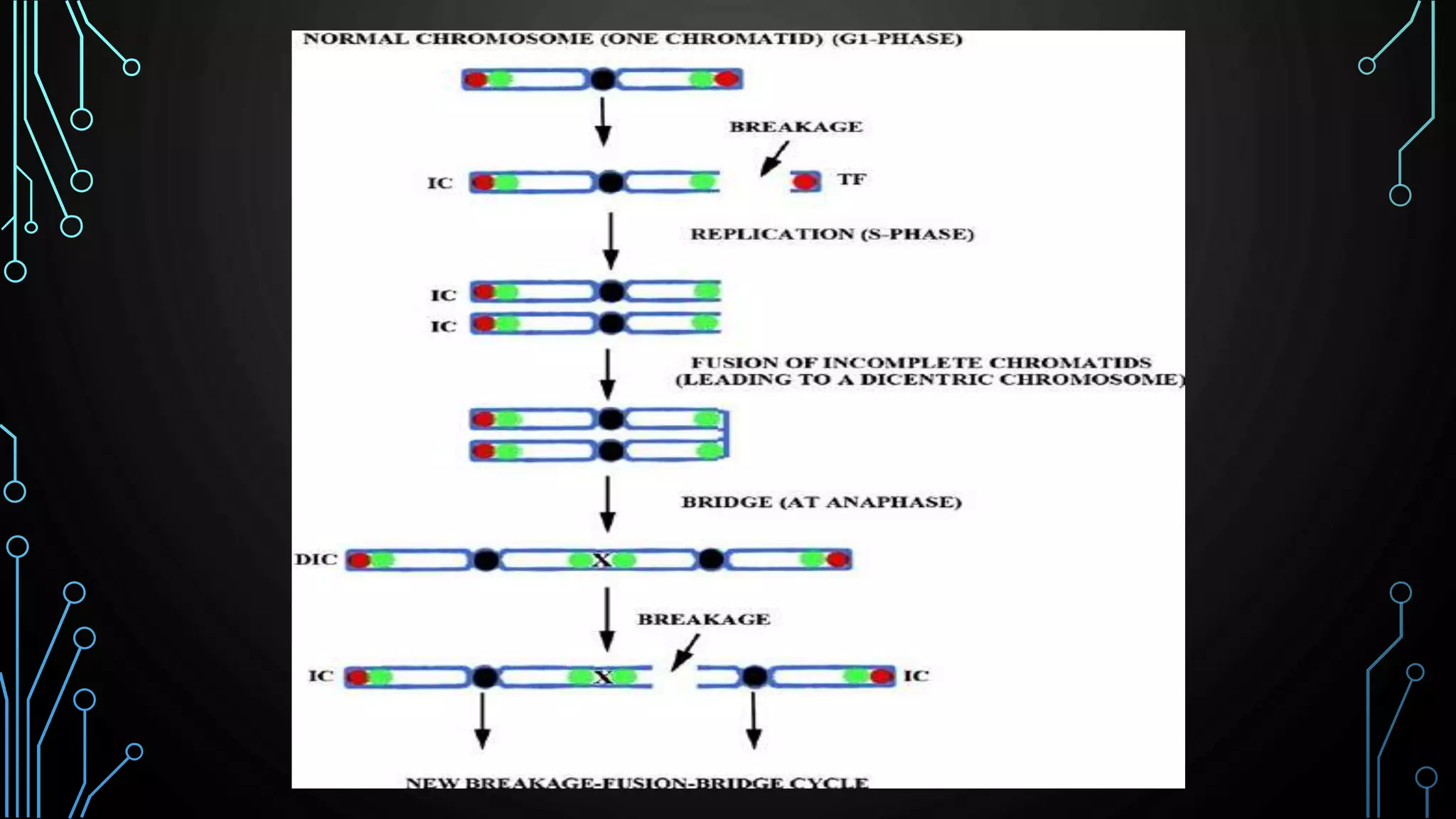 chromosomal aberrations and changes in the structure of chromosomes | PPTX