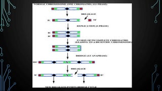 chromosomal aberrations and changes in the structure of chromosomes | PPTX