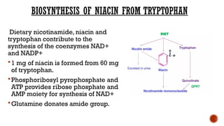 Presentation of Vitamin B3 biochemistry-1.pptx